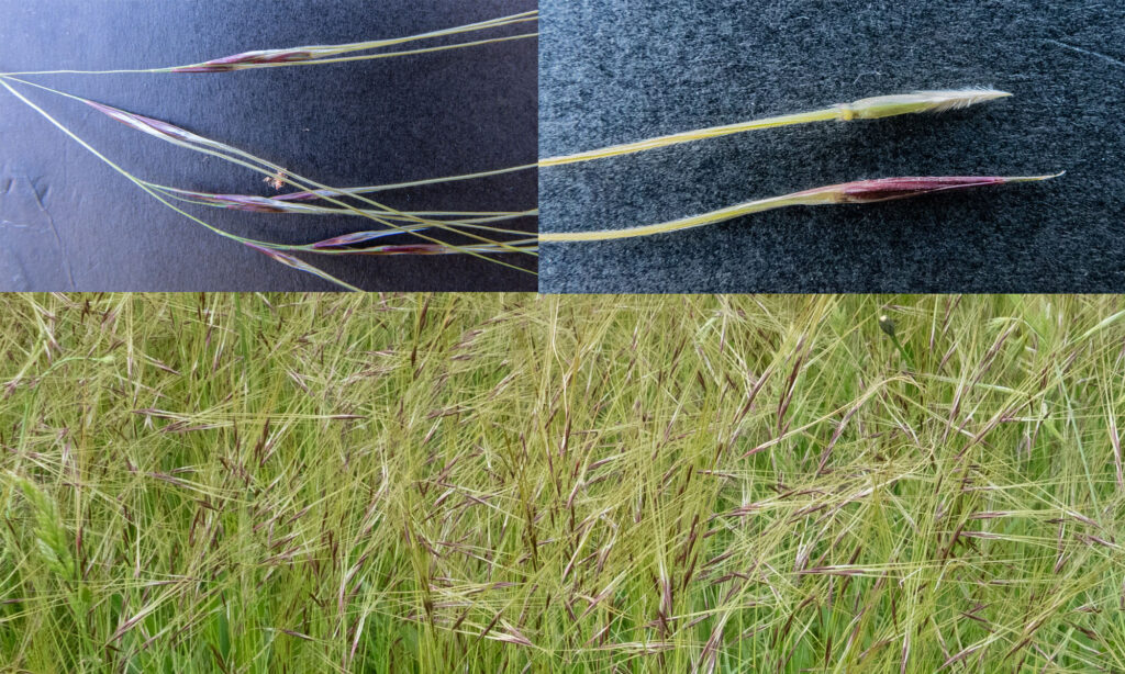 Needle Grasses – Castlemaine Landcare Group
